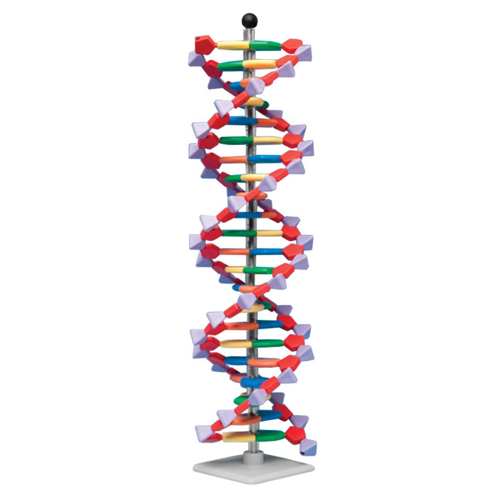 Classroom Kit - DNA Models - ADIA Inc.
